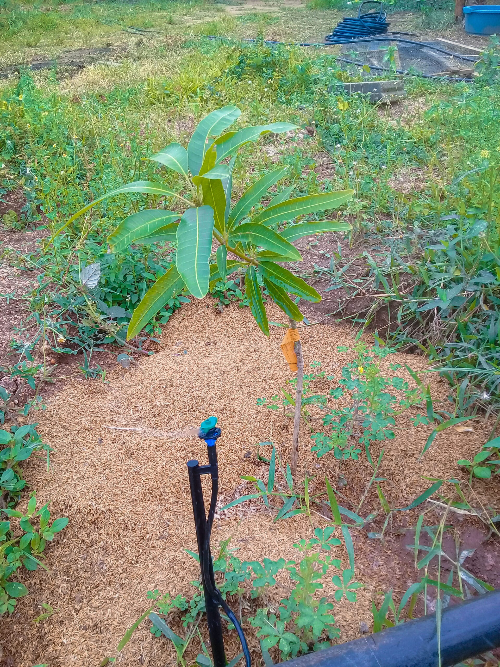 Micro irrigation systems importers sri lanka | Drip sprinklers ...