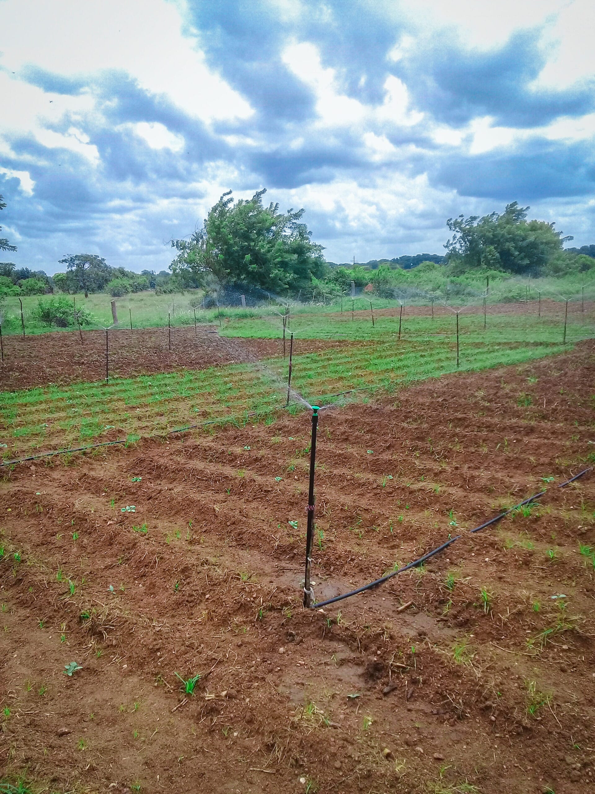 Micro irrigation systems importers sri lanka | Drip sprinklers ...